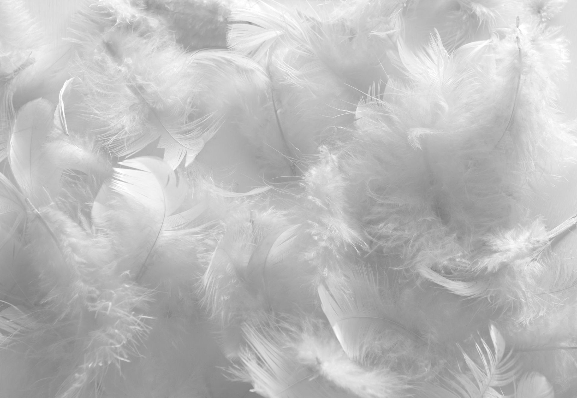 Exploring The Difference Between Down & Feathers | Fja-Oeyen